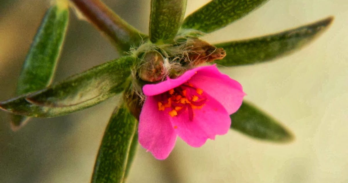 Pata o Phul- পাতা ও ফুল: Tiny Flowers