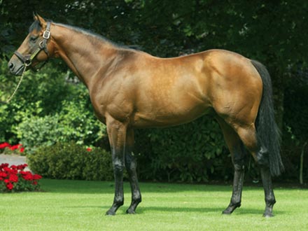 Horse Life and Love: All About ... Horse Conformation