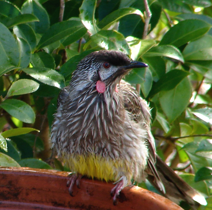 Snap Happy Birding: Red Wattle Bird
