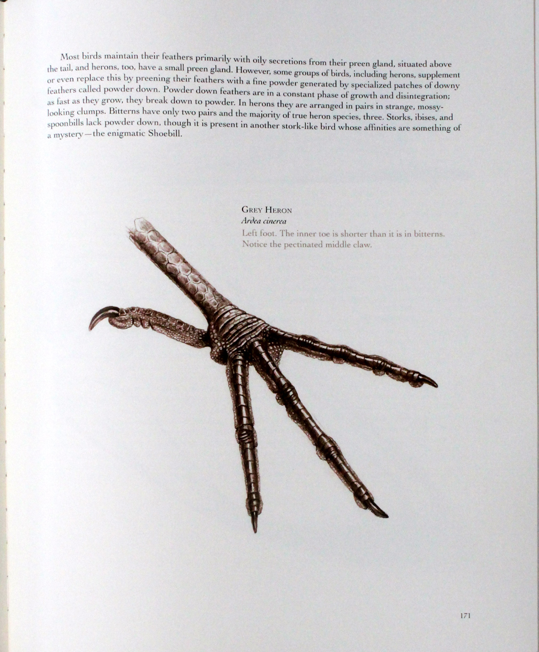 Another Bird Blog: Wot? No Feathers?