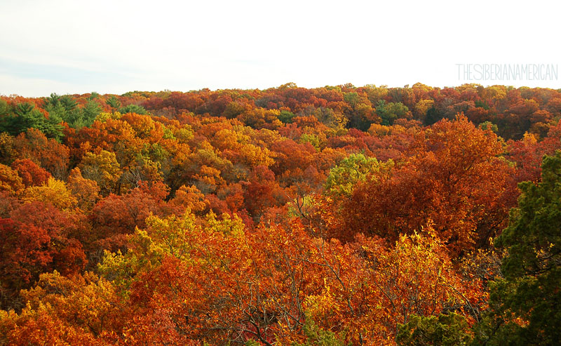 The Siberian American: Our Fall Adventure at Starved Rock State Park