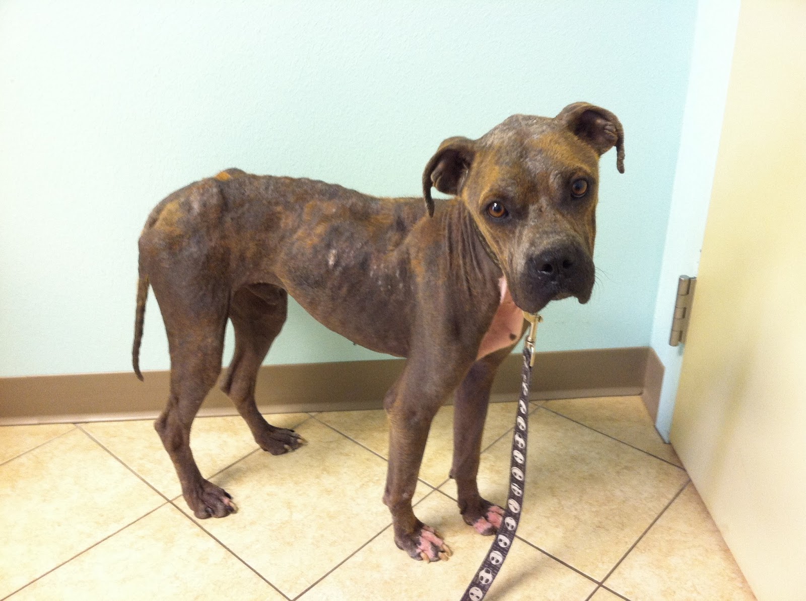 Second Chance Boxer Rescue Florida: Monday (Late) Wrap Up