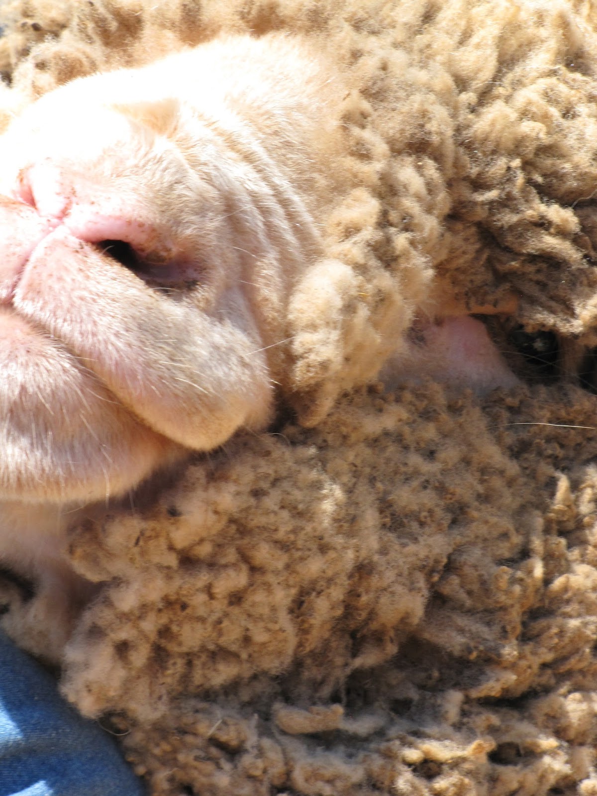 Sheep...revisited....