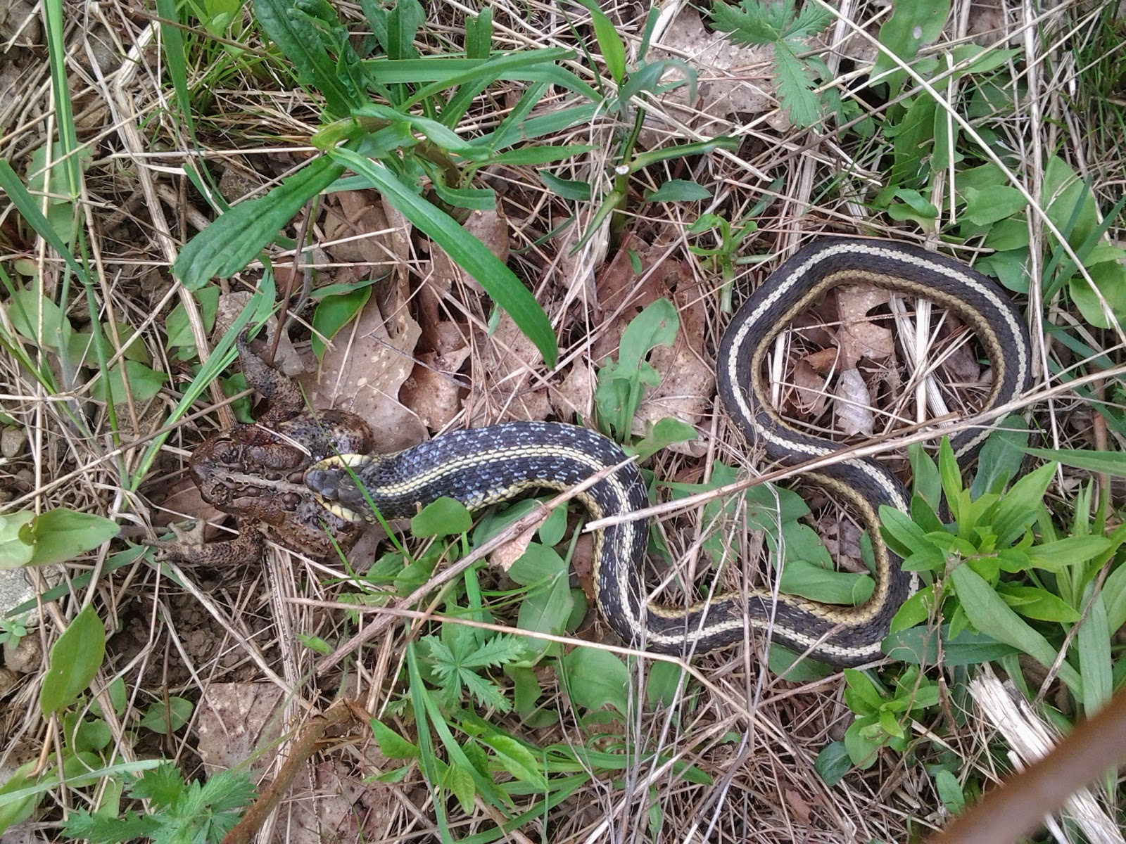 Wild Things: Eastern Garter Snake takes on American Toad