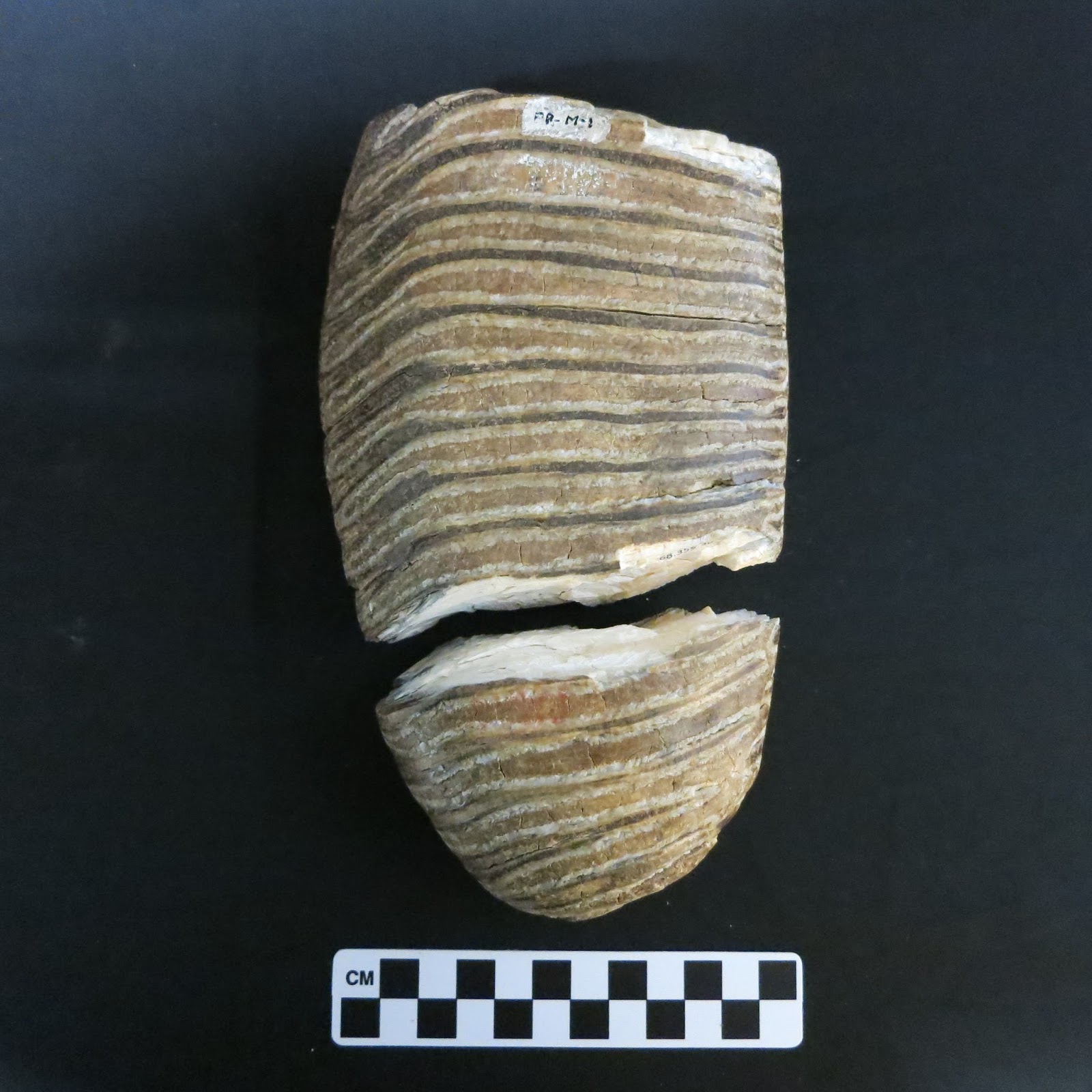 Peace River Museum, Archives and Mackenzie Centre: Fossilized Teeth