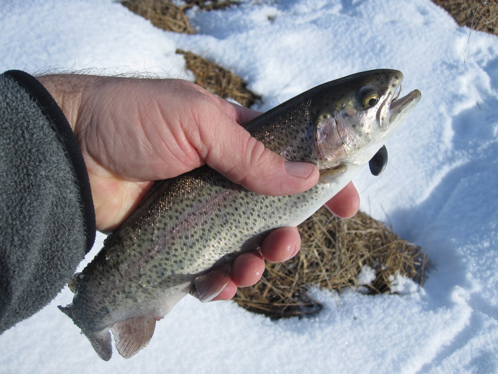 Feathers and Fur: Utah Trout Fishing