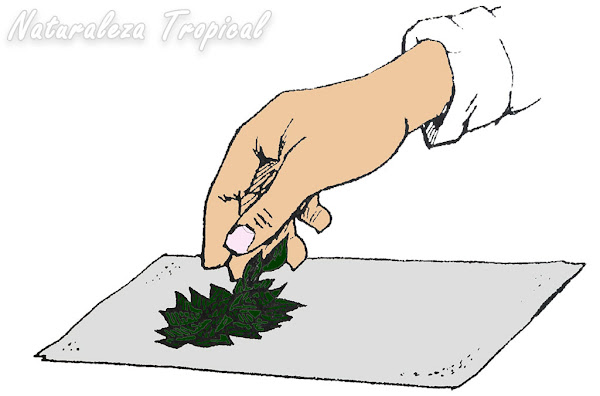 Aprende a elaborar cataplasmas, infusiones y cocimientos con plantas ...