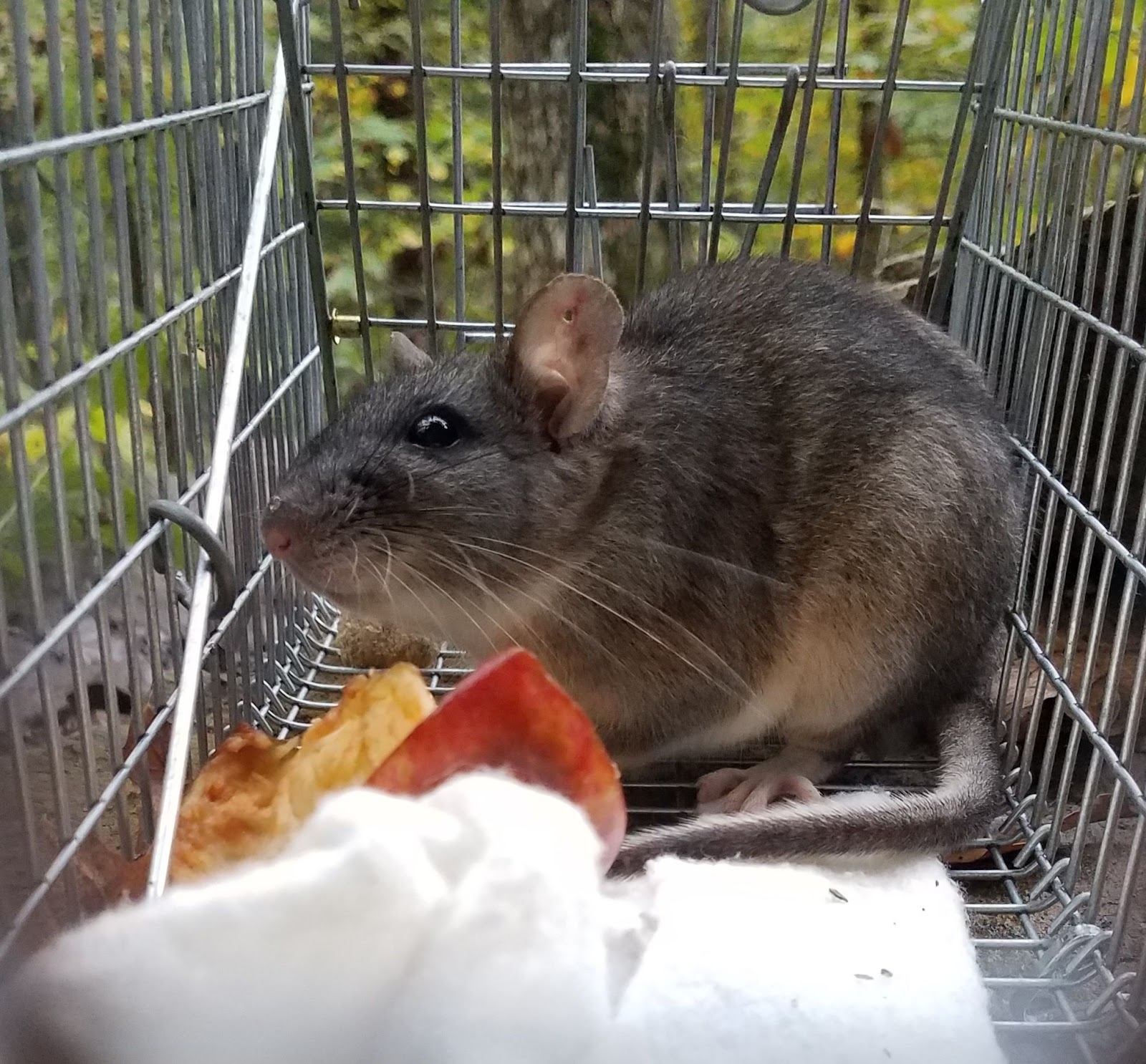 Life on The Edge: Allegheny Woodrat Project 2017