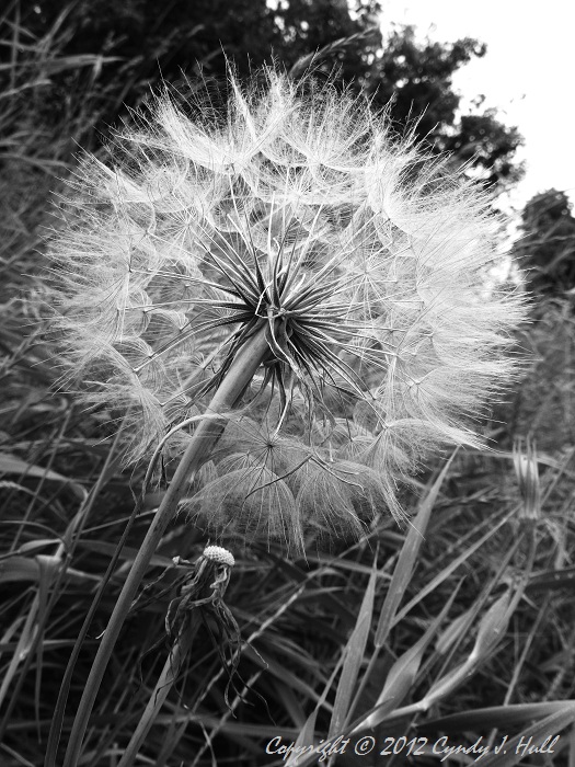 Montana 1 a day.com: Puff of Weed, Polson, Montana