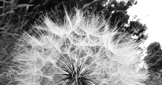 Montana 1 a day.com: Puff of Weed, Polson, Montana