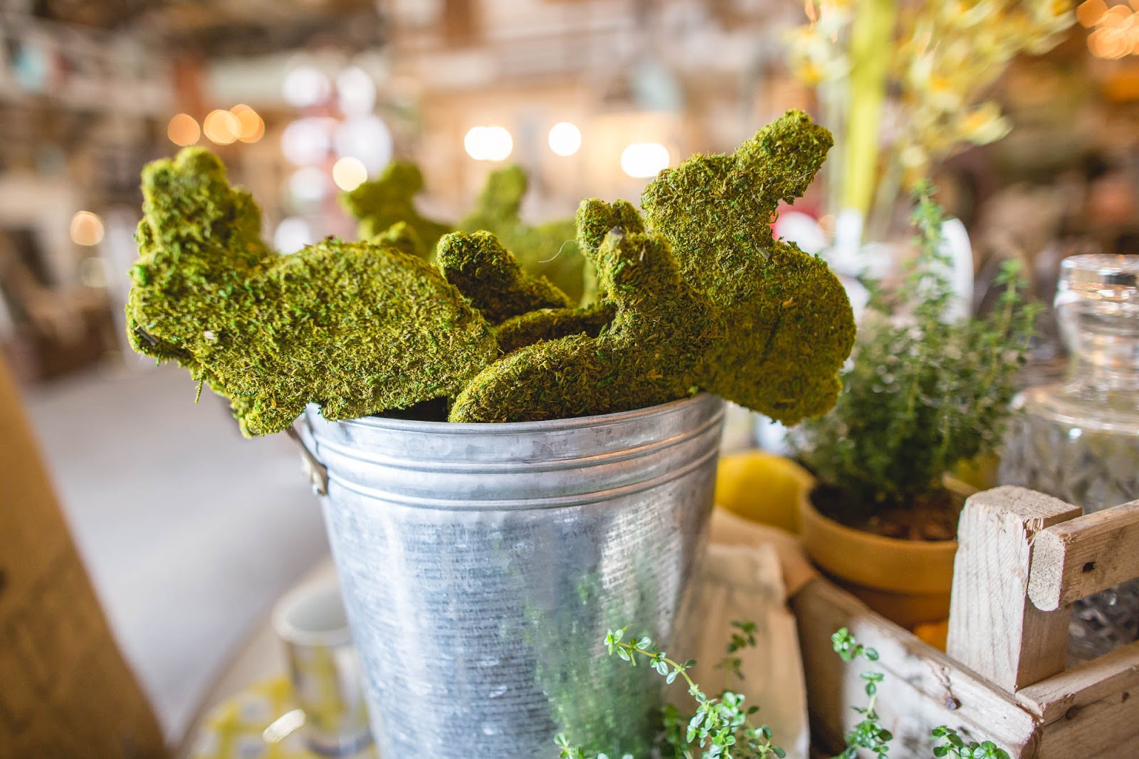 Junkyard Jezebel: Beyond The Garden Gate