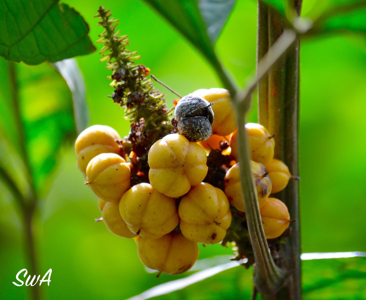 Tropical Biodiversity - Santarém - Pará - Brasil: Guaraná fruit ...