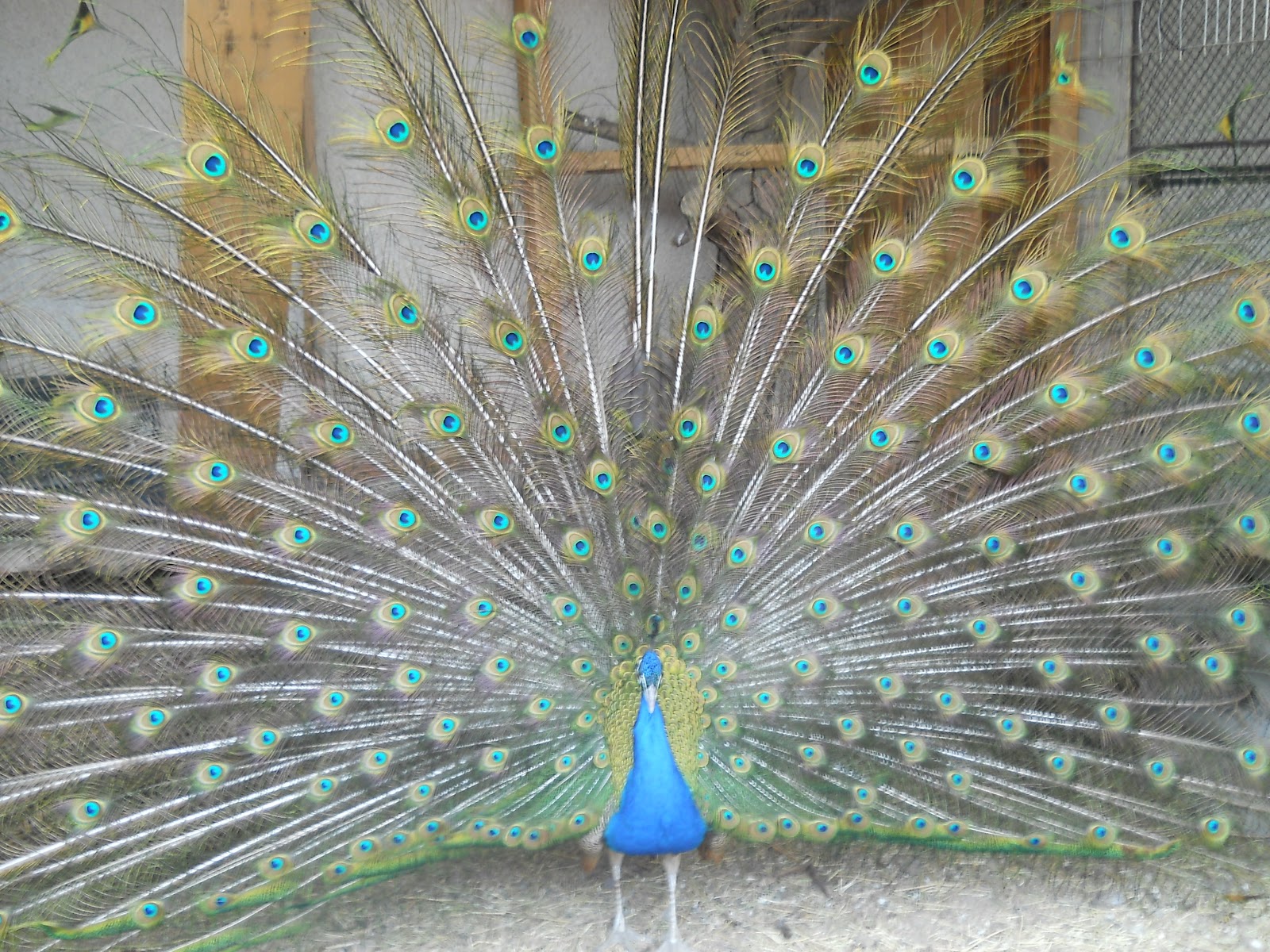 fazani ornamentali si pauni: PAUNI STANDARD