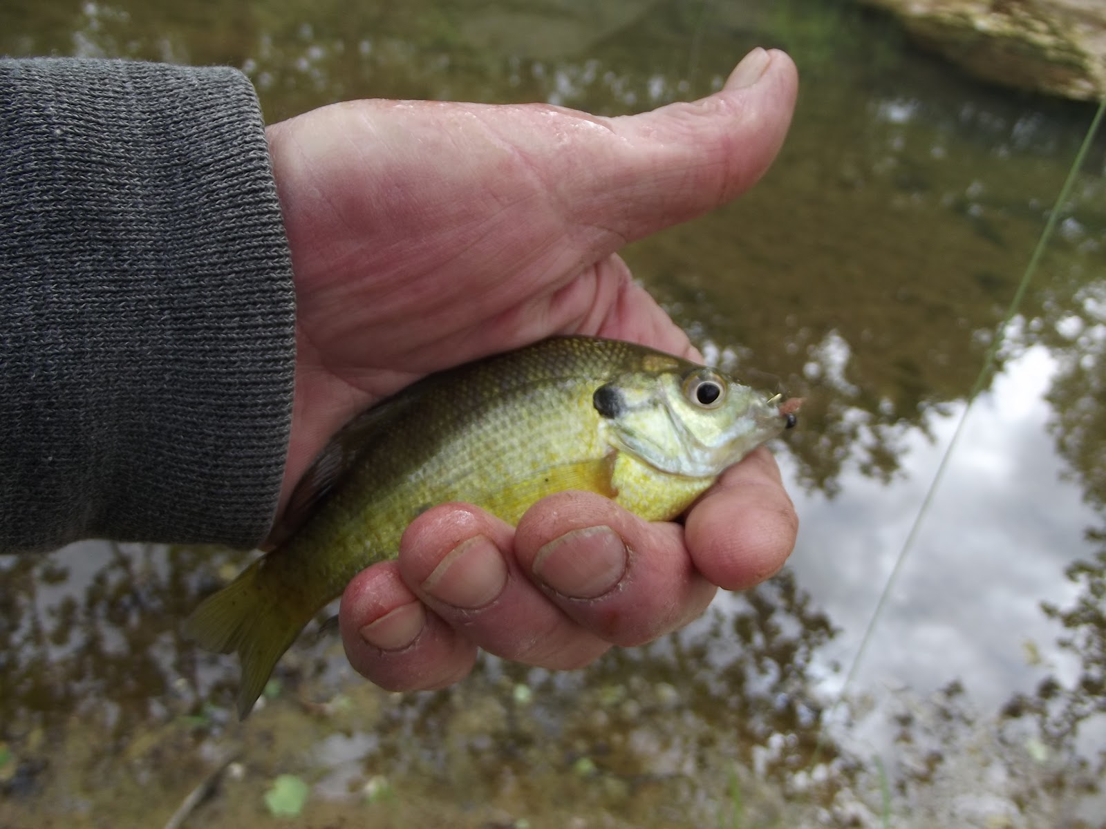 Drifting The Prairie Ocean Outdoor Journal: Perch Plucking With A Goose