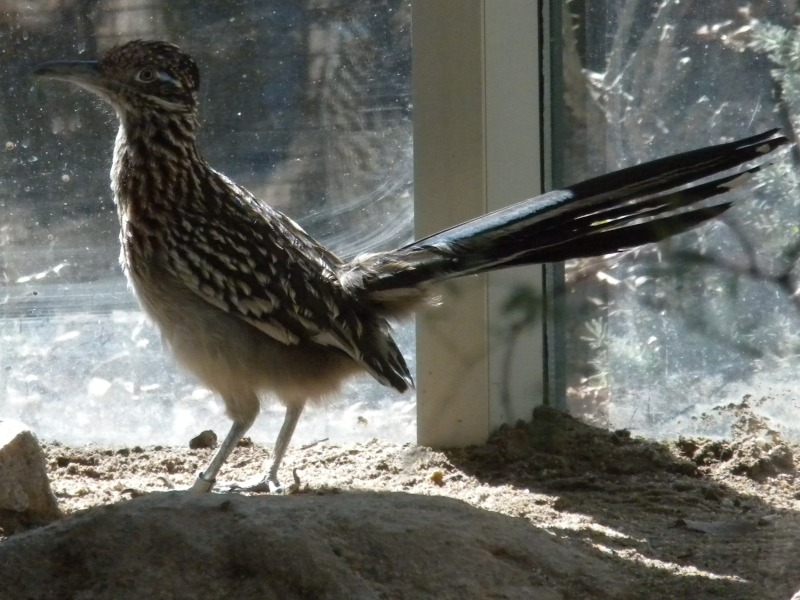 The Zoo Review: Species Fact Profile: Greater Roadrunner (Geococcyx ...