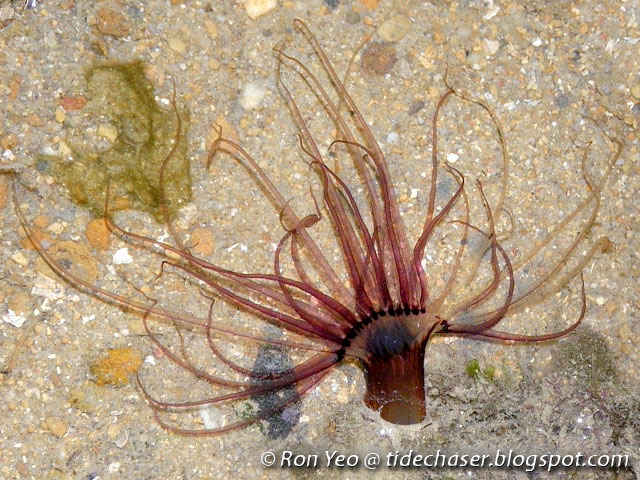 tHE tiDE cHAsER: Tube Anemones (Phylum Cnidaria: Order Ceriantharia) of ...