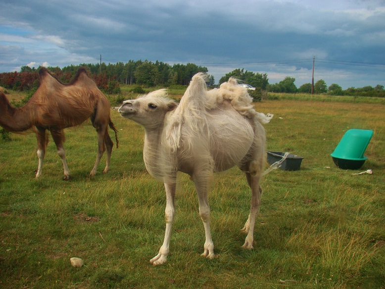 SOCIALIST OCH BAJARE- Livets passion: Närkontakt med kameler
