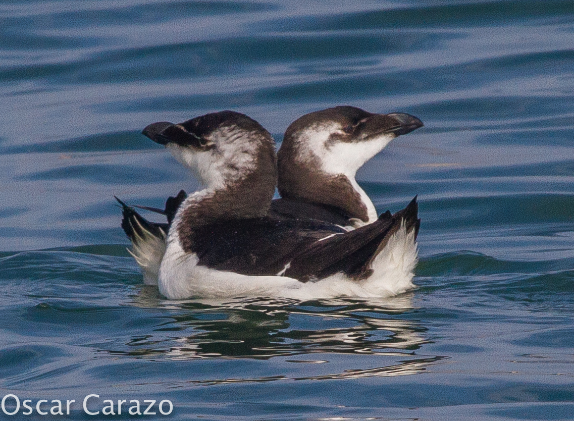 AVESANTURTZI: ALCAS EN EL ABRA DE BILBAO