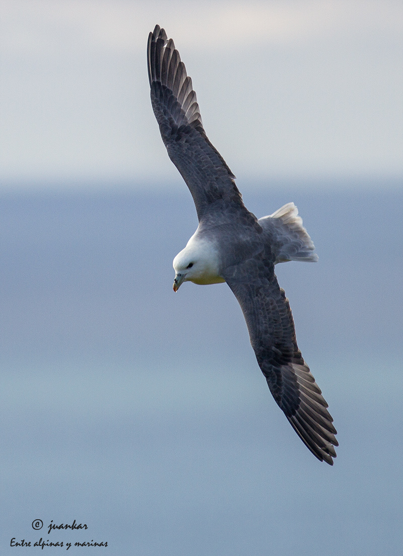 Entre alpinas y marinas.: Fulmar, en otra " Ondarroa Pelagic Expedition