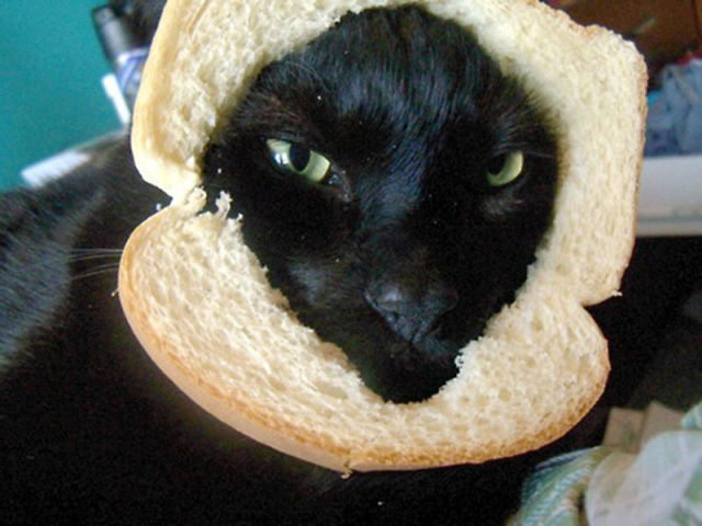 Funny ‘Inbread’ Animals (11 pics) | Những hình ảnh đẹp | Ảnh đẹp Việt ...