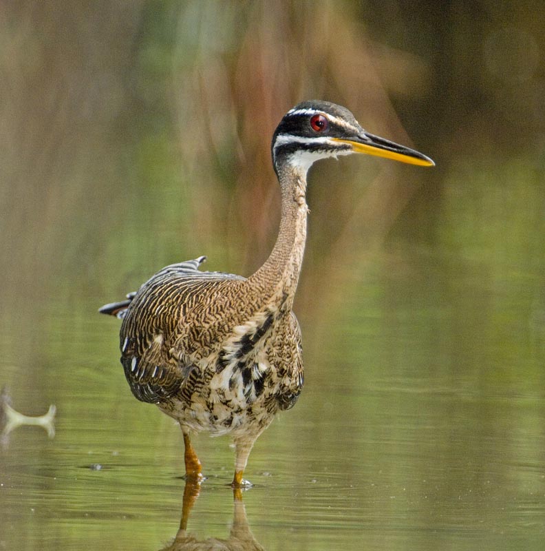 El ojo del buitre: Ave del Sol (Eurypyga helias)