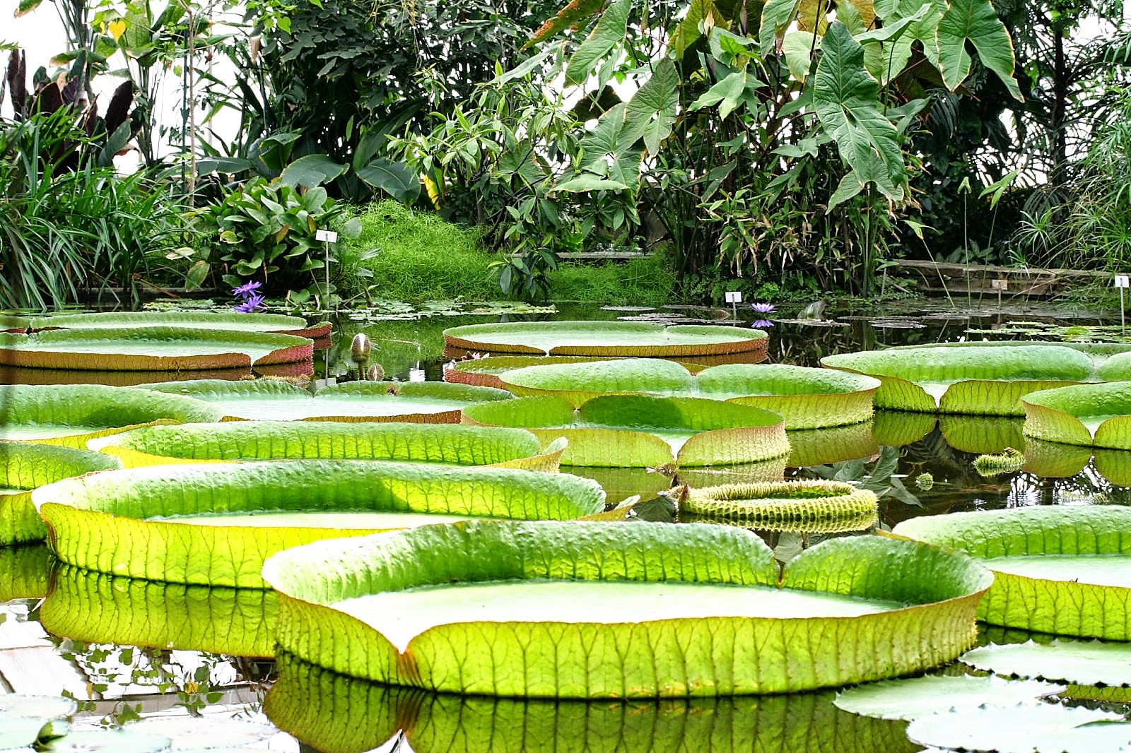 Fieggentrio: Victoria Amazonica.