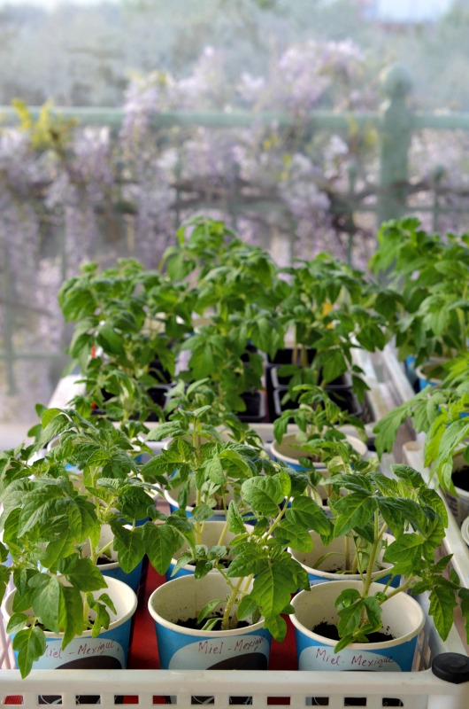 Jurnal de gradina: Rasaduri