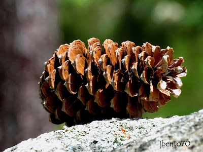 Birding Cascais: A pinha do Pinheiro-bravo (Pinus pinaster) na Serra de ...