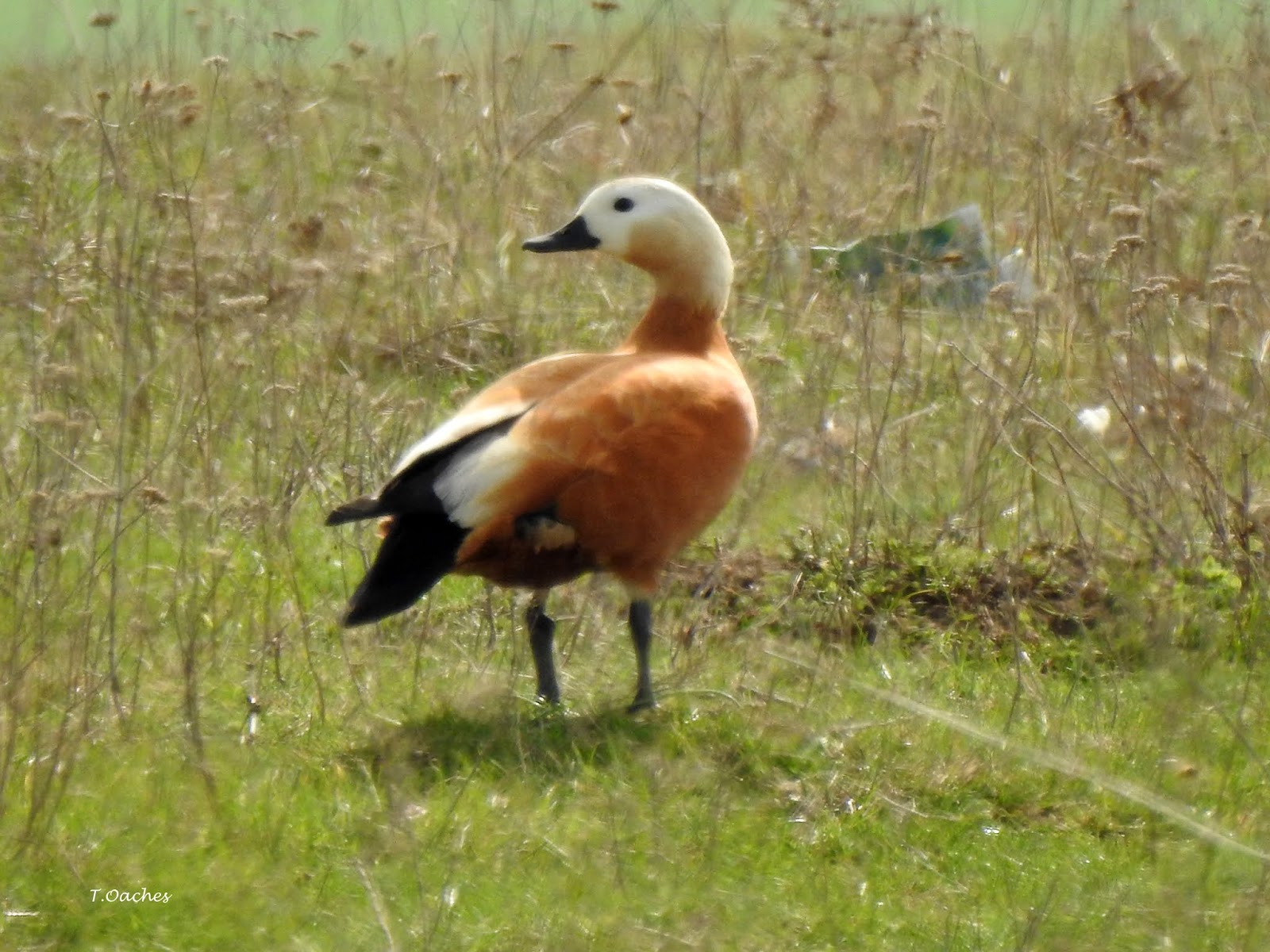PASARI DIN ROMANIA: CALIFAR ROSU, Tadorna ferruginea