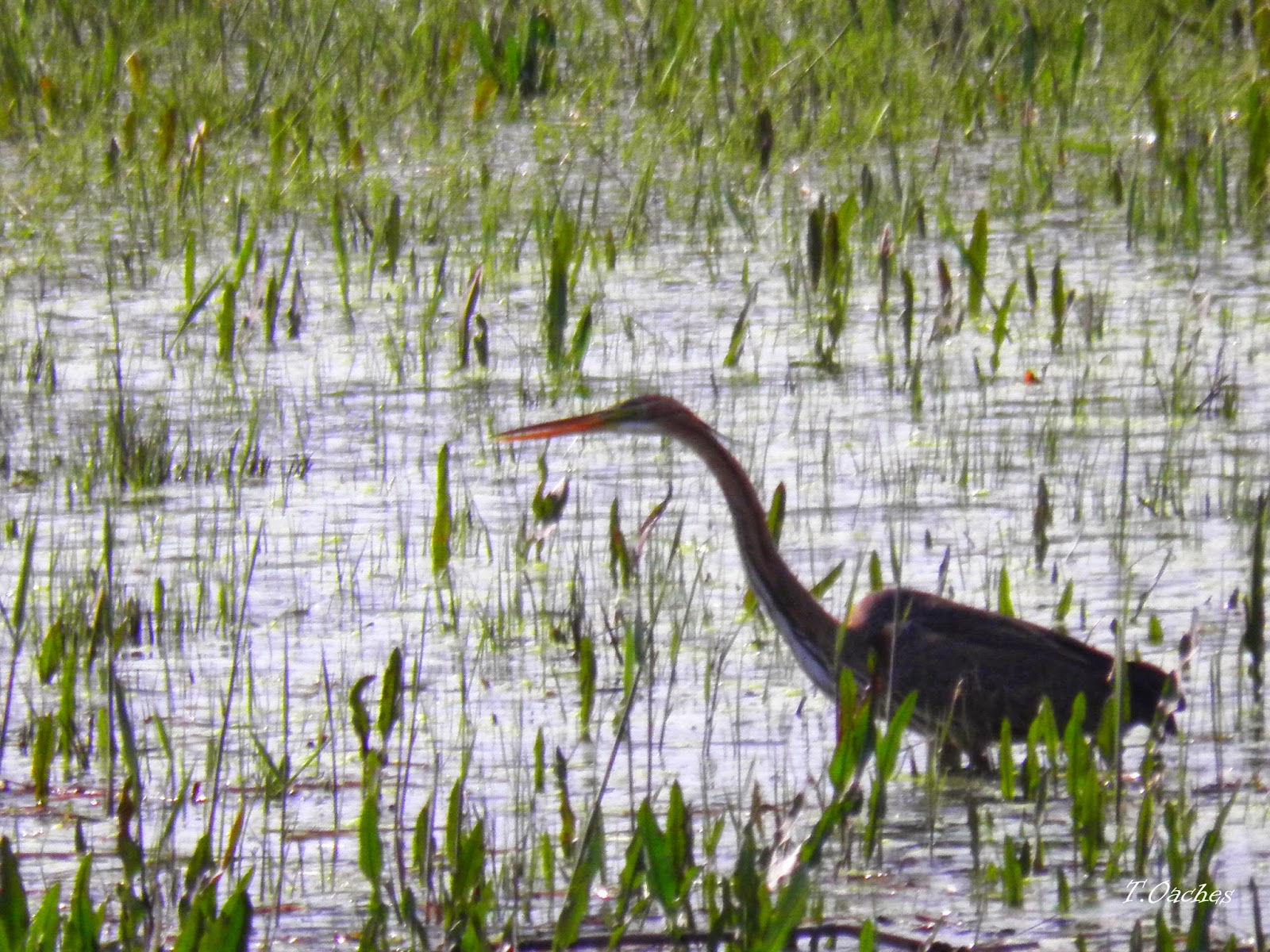 PASARI DIN ROMANIA: STARC ROSU, Ardea purpurea