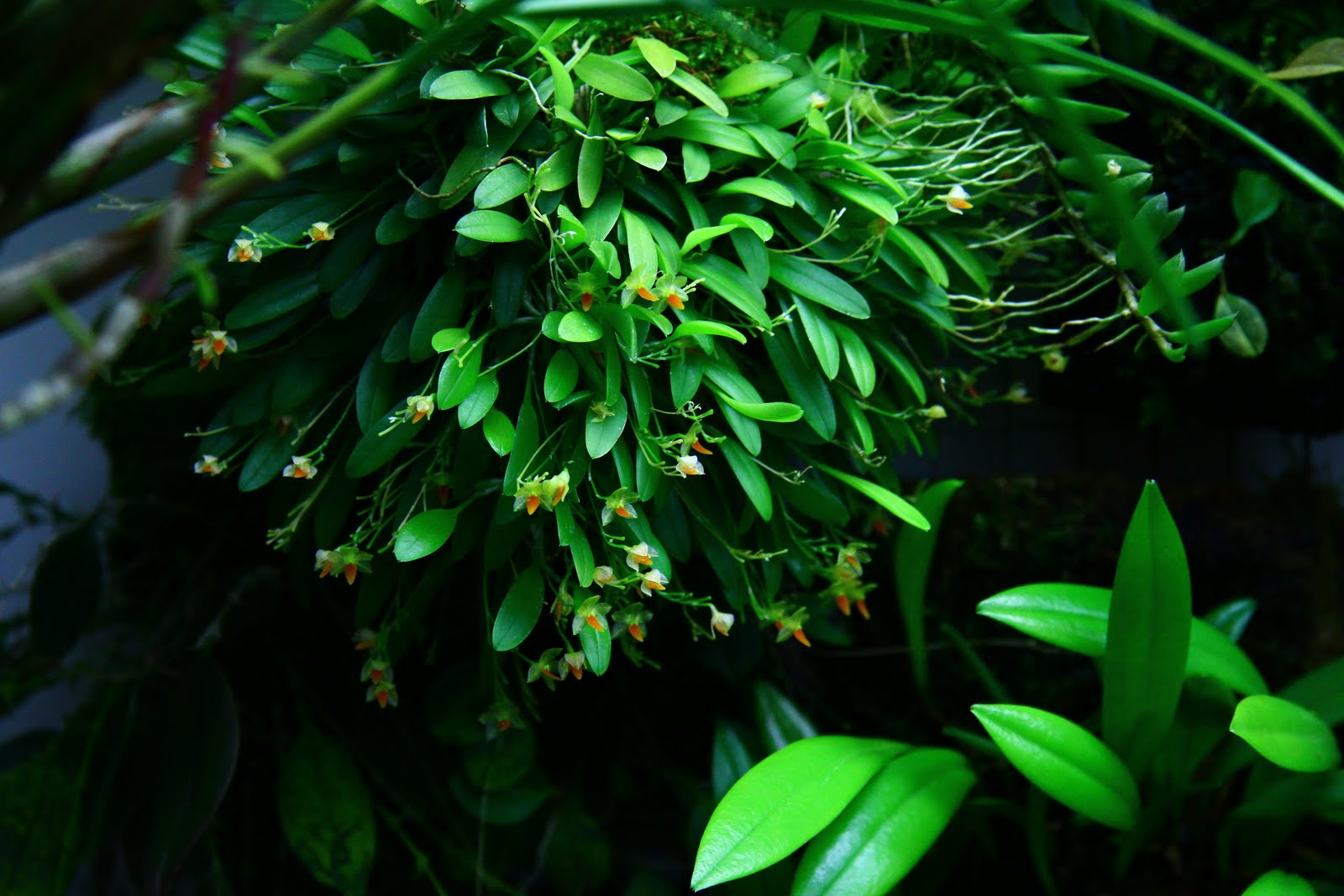 Orchids in Bloom: Orchidarium Changes