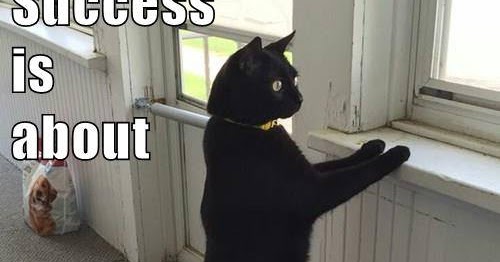Growth Mindset & Feedback Cats: Success is about stretching yourself.
