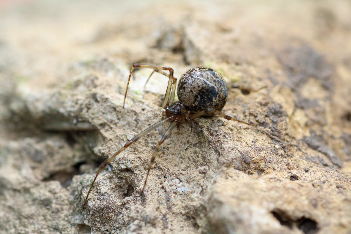 MObugs: American House Spider