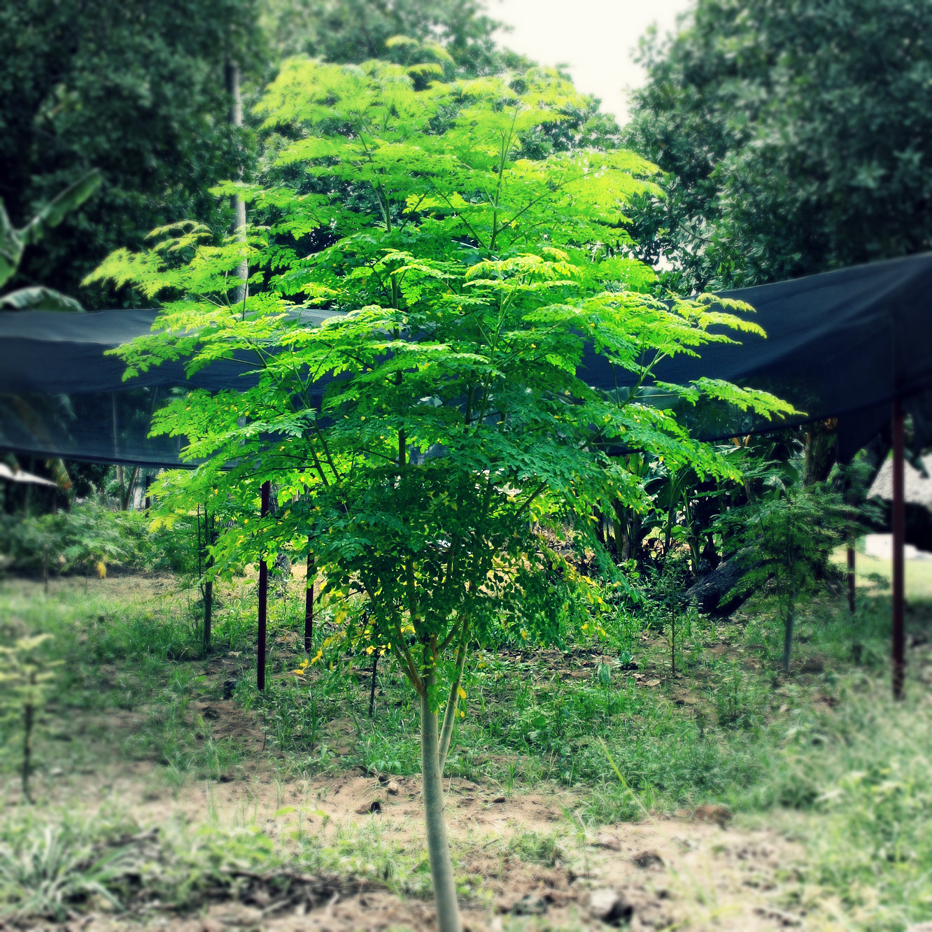 Growing Our Food: Growing Moringa Trees