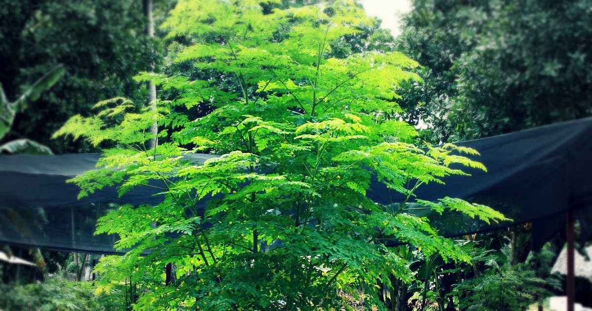 Growing Our Food: Growing Moringa Trees