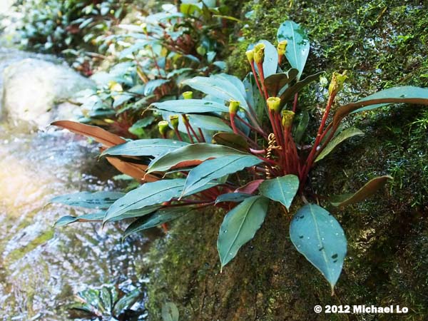 The rainforests of Borneo & Southeast Asia: Bucephalandra bogneri from ...