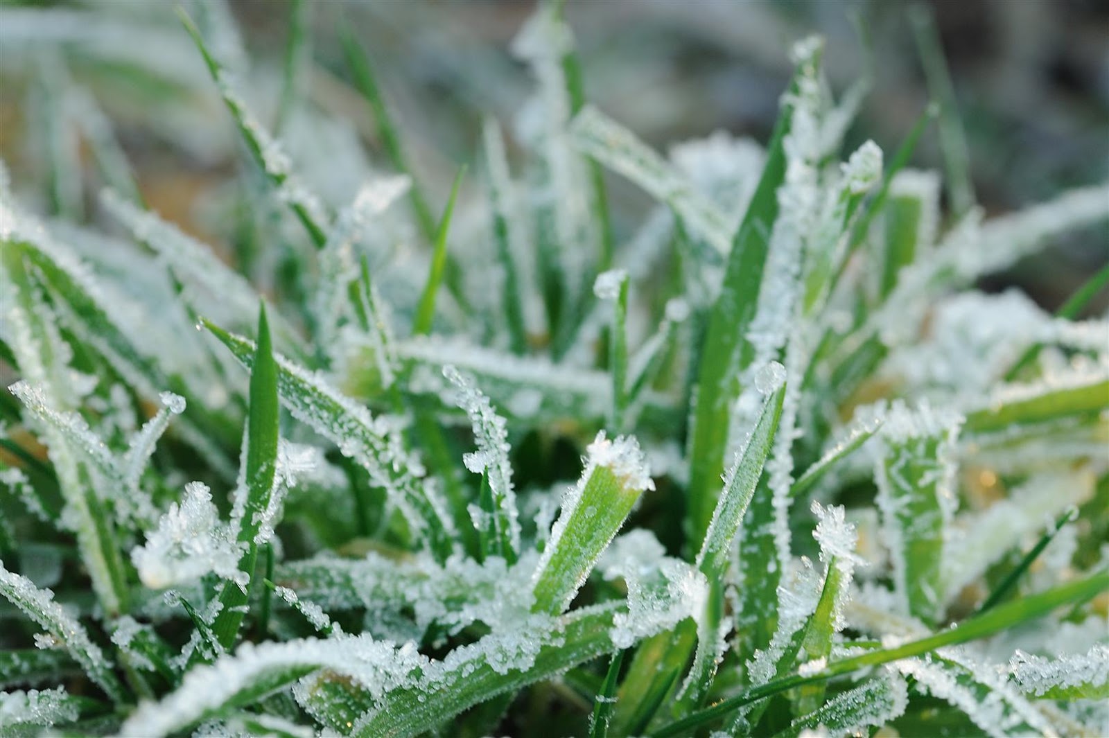Gonnie van de Schans : Frozen Planet