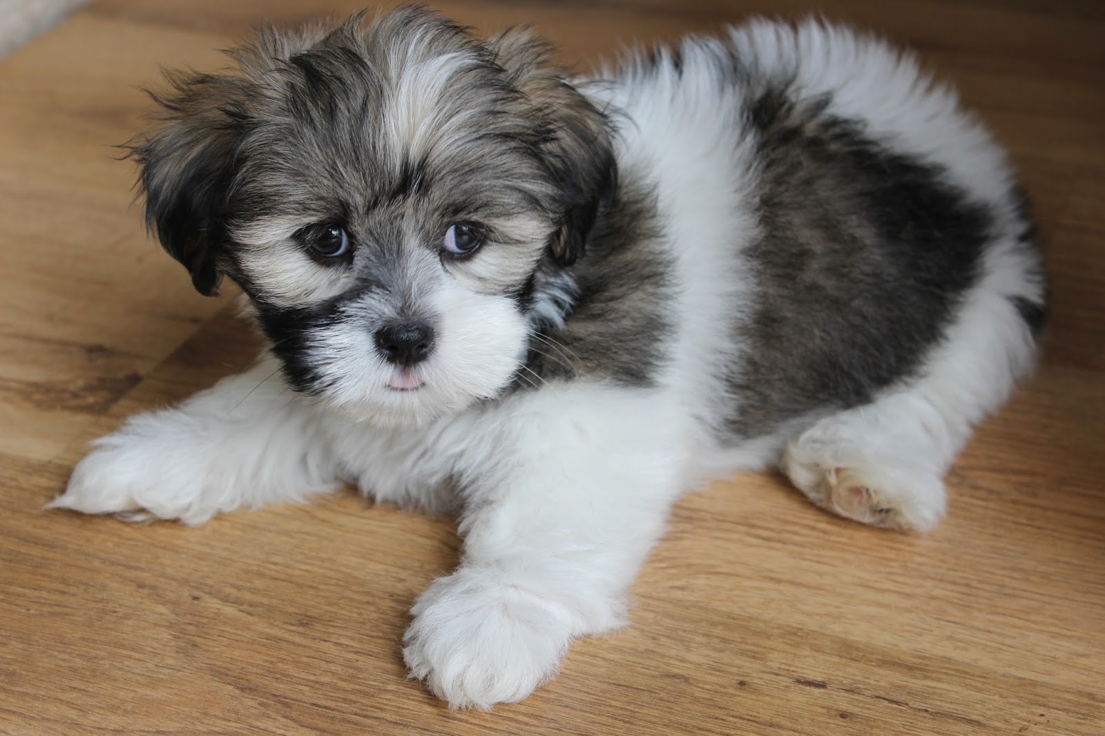 Lhasa Apso - Penny's Pups from birth to new homes: DEPARTING PUPPIES ...
