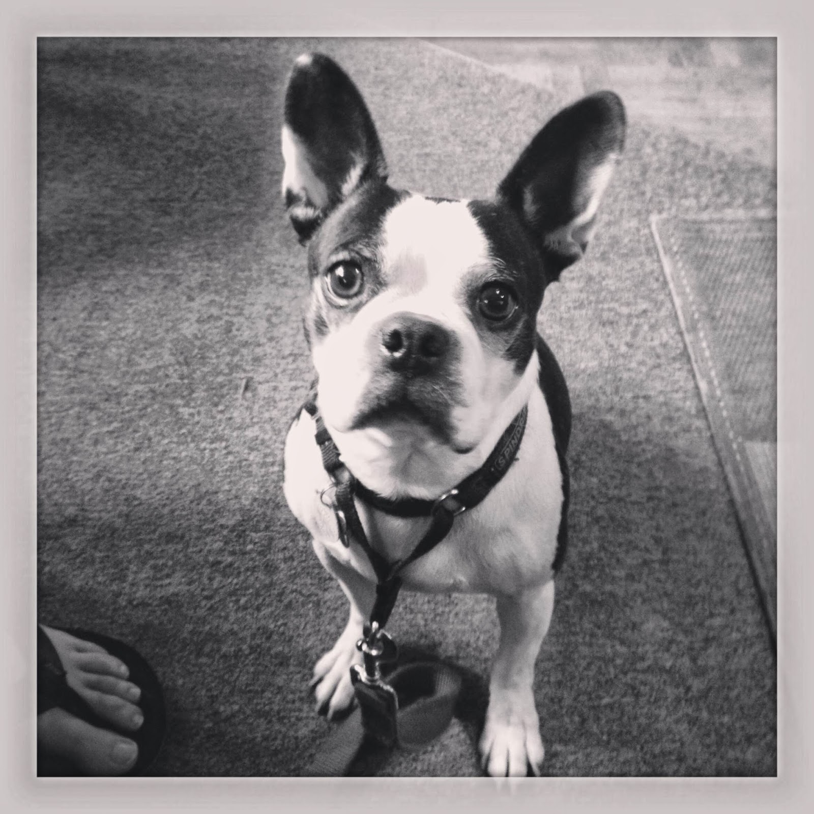 Mrs Meggins really cute puppy dog pictures, blog, videos, stories ...