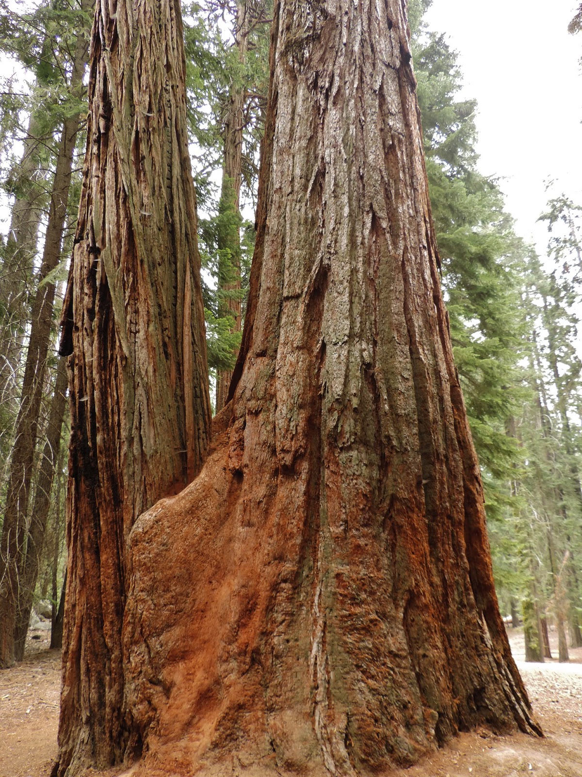 2015 TRAVELS : TRAIL OF 100 GIANTS, GIANT SEQUOIA NATIONAL MONUMENT ...
