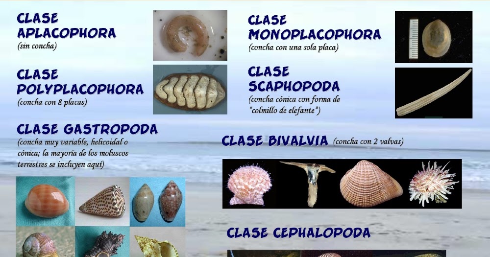 El Mundo de los Moluscos : Clases de moluscos