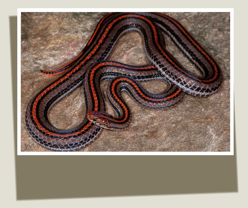 BALI RETREAT PLANNING: VENOMOUS SNAKES IN BALI