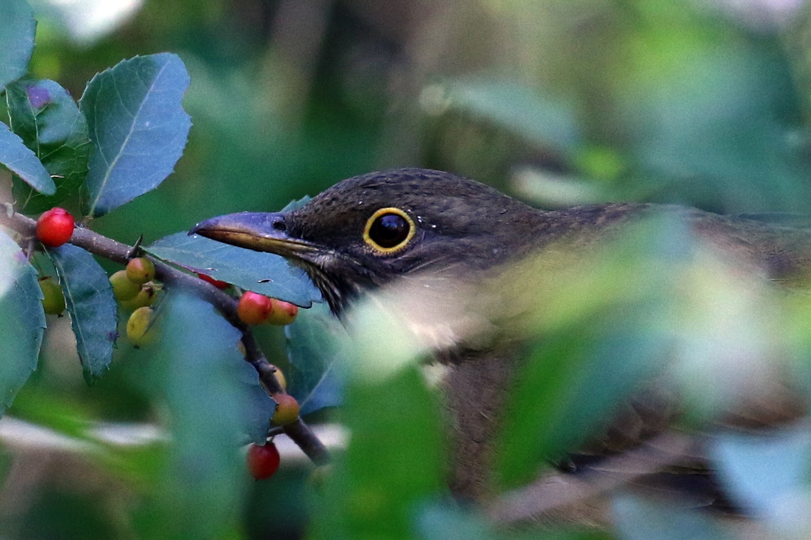 Antshrike's Bird Blog: A couple of good RGV birds, 2/7/15
