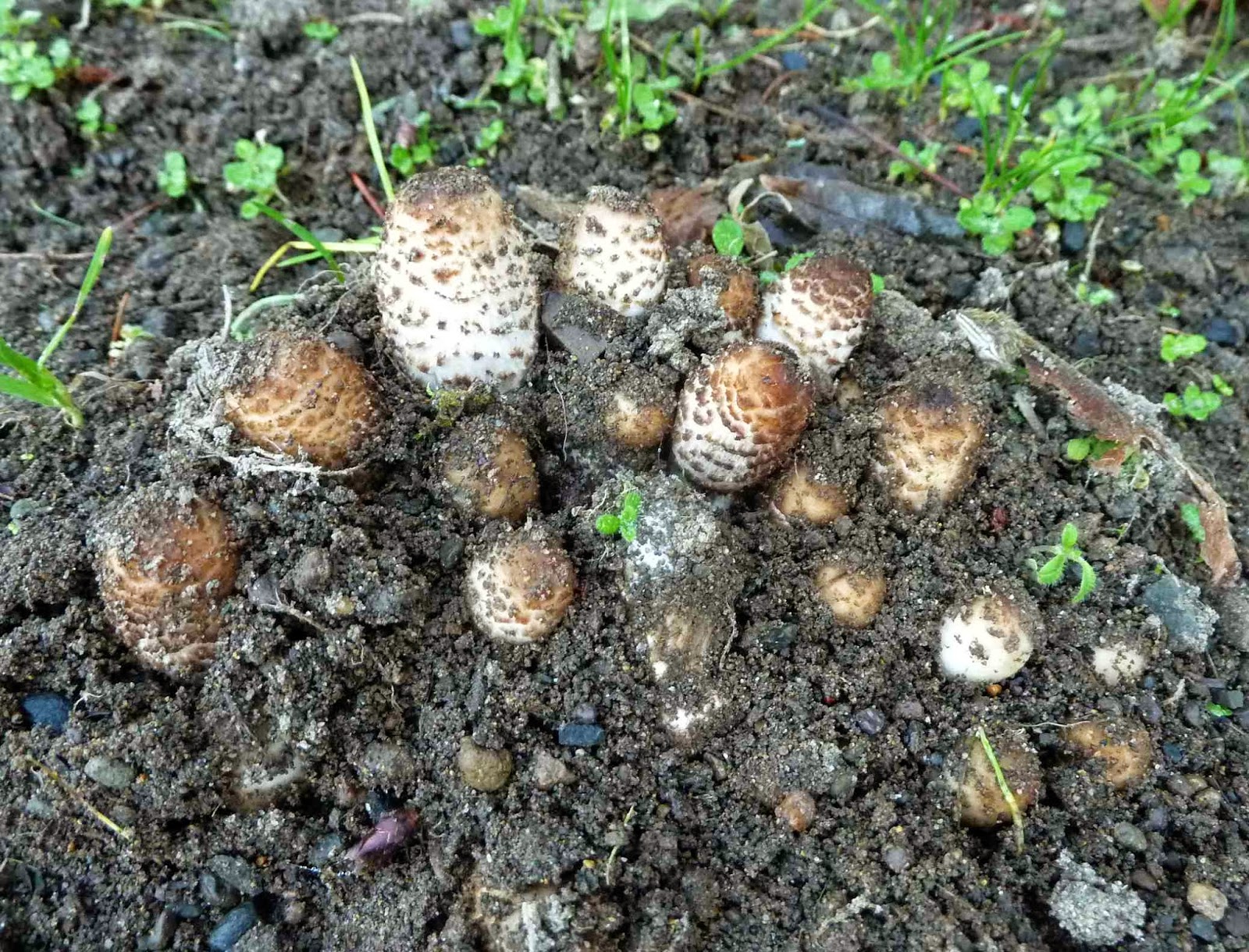 Boulderneigh: Fascinating fungi
