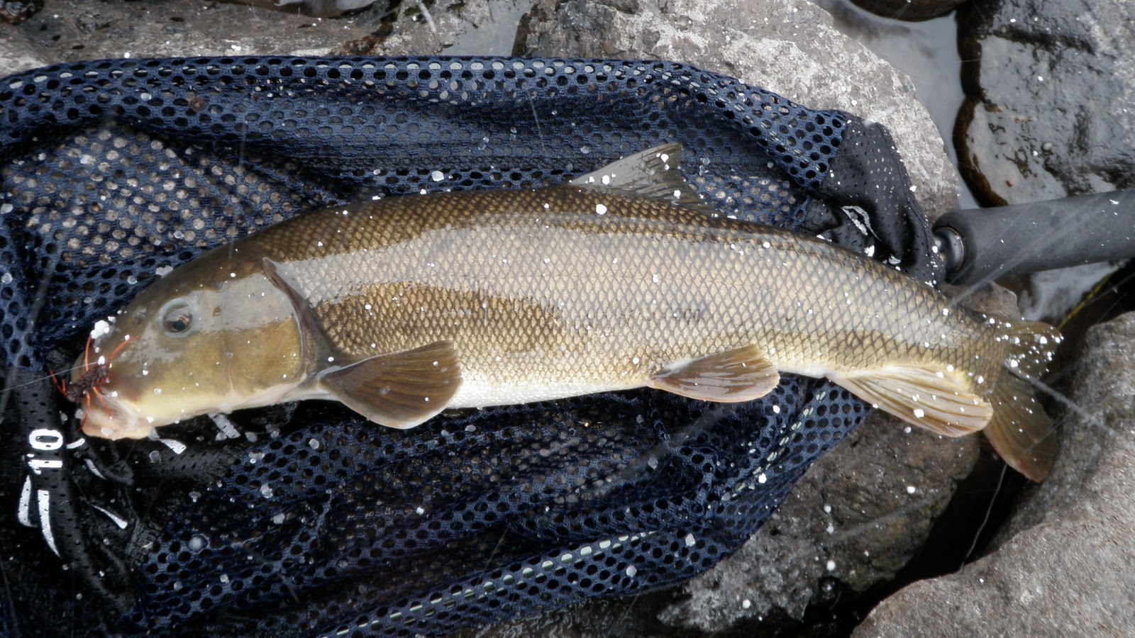 Bryanlikestofish: Fish List - The First 100