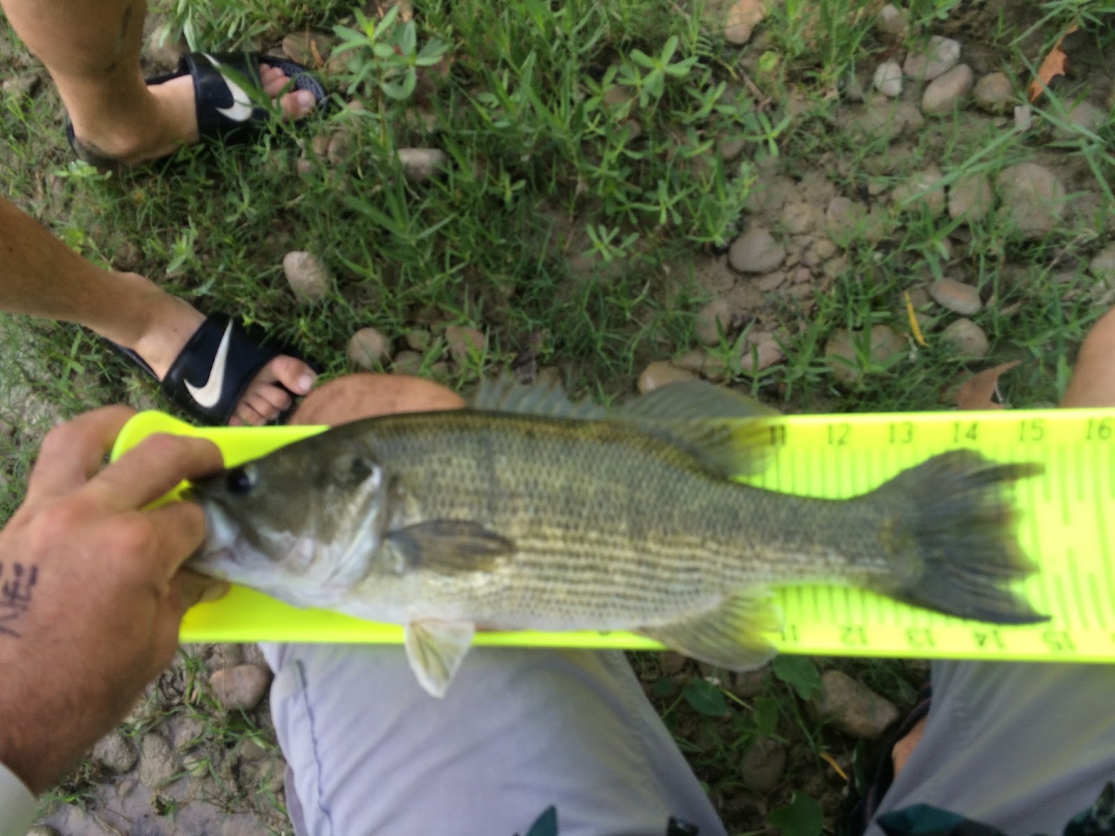 Fish CenTex: Fishing the San Marcos River in late summer