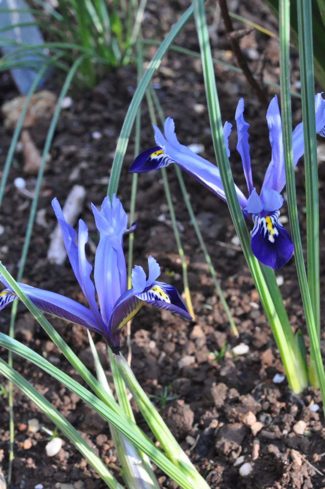 Alpine Garden Society Victorian Group: Iris reticulata's easier than ...