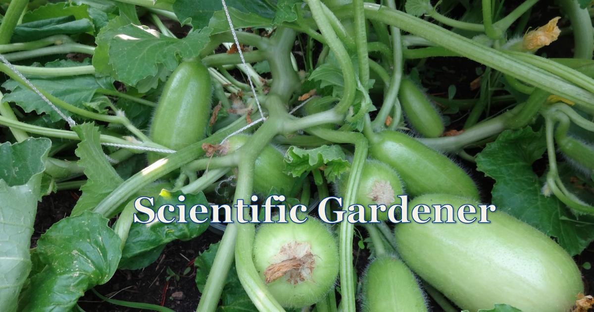 The Scientific Gardener: Carosello Carnage