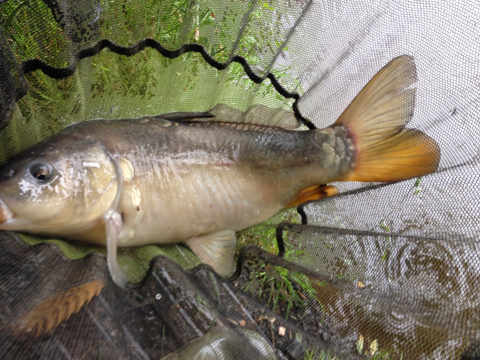 Danny's Angling Blog: Carp Fishing: Flushing Meadows Storming Session