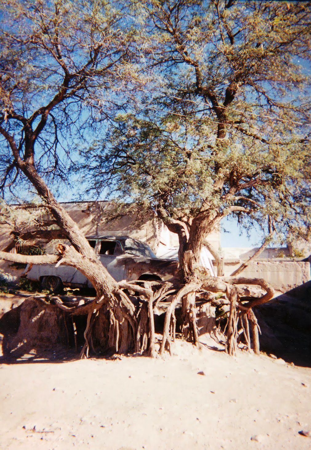 Xtremehorticulture of the Desert: Mesquite Bushes Can Be Trained to a Tree